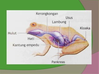 Tugas sistem pencernaan vertebrata | PPTX