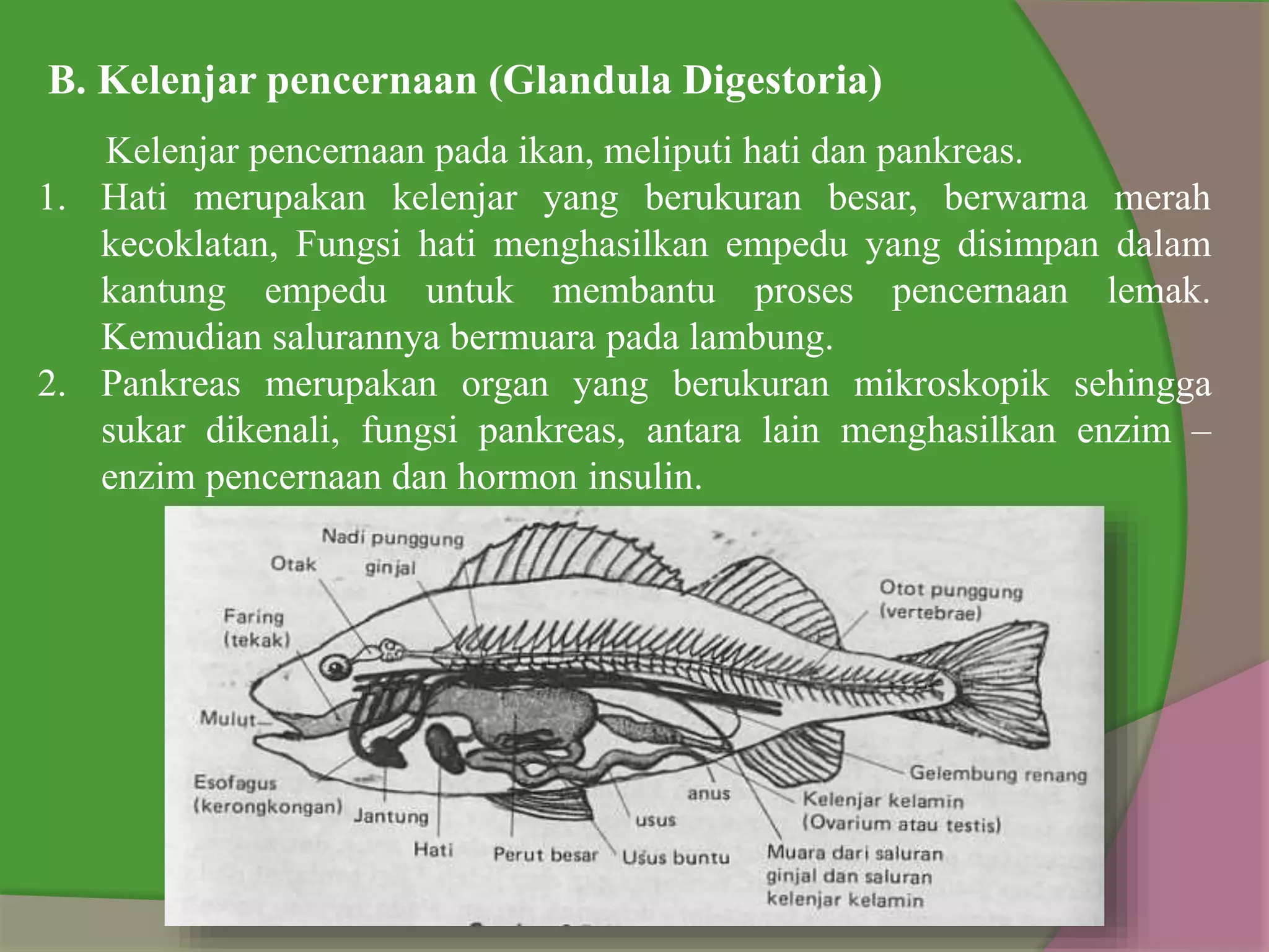 Tugas sistem pencernaan vertebrata | PPTX