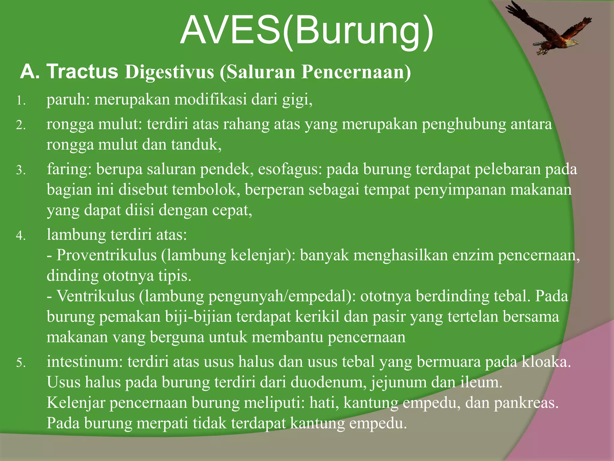 Tugas sistem pencernaan vertebrata | PPTX