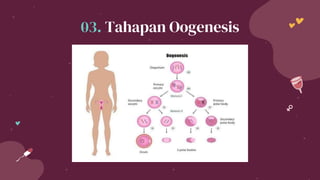 TUGAS UTS PPT KEL 3 - OOGENESIS.pptx