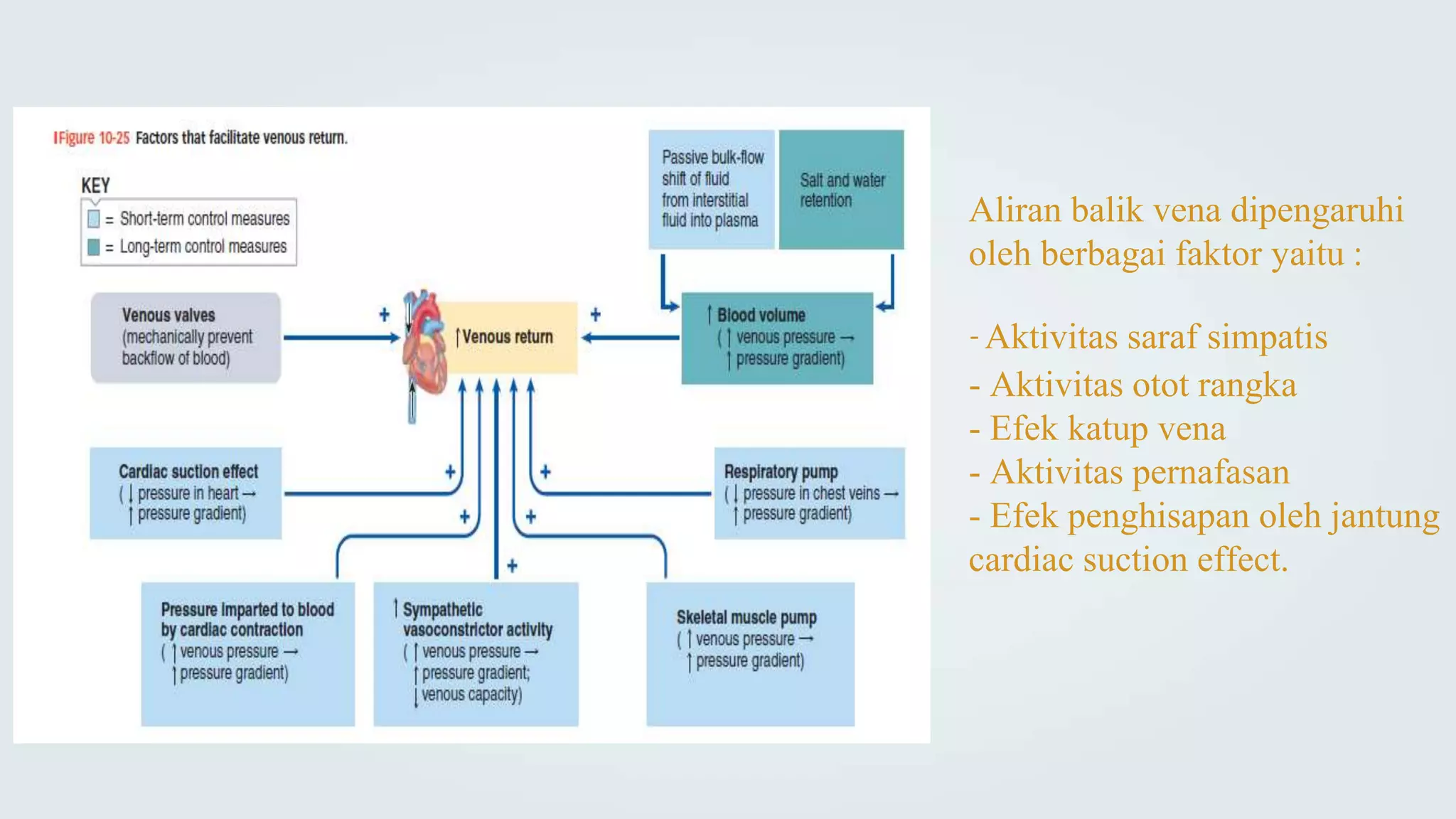 Tugas Vena dan Venous Return_Nurinayah(1).pptx