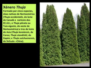 Tuia | PPT