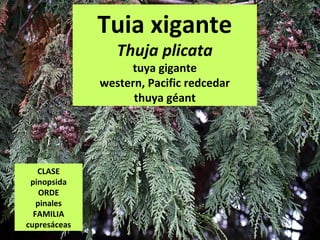 Tuia | PPT