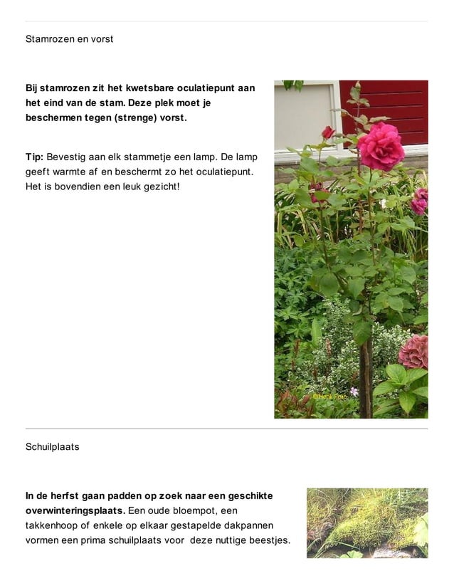 Tuinkalender december | PDF