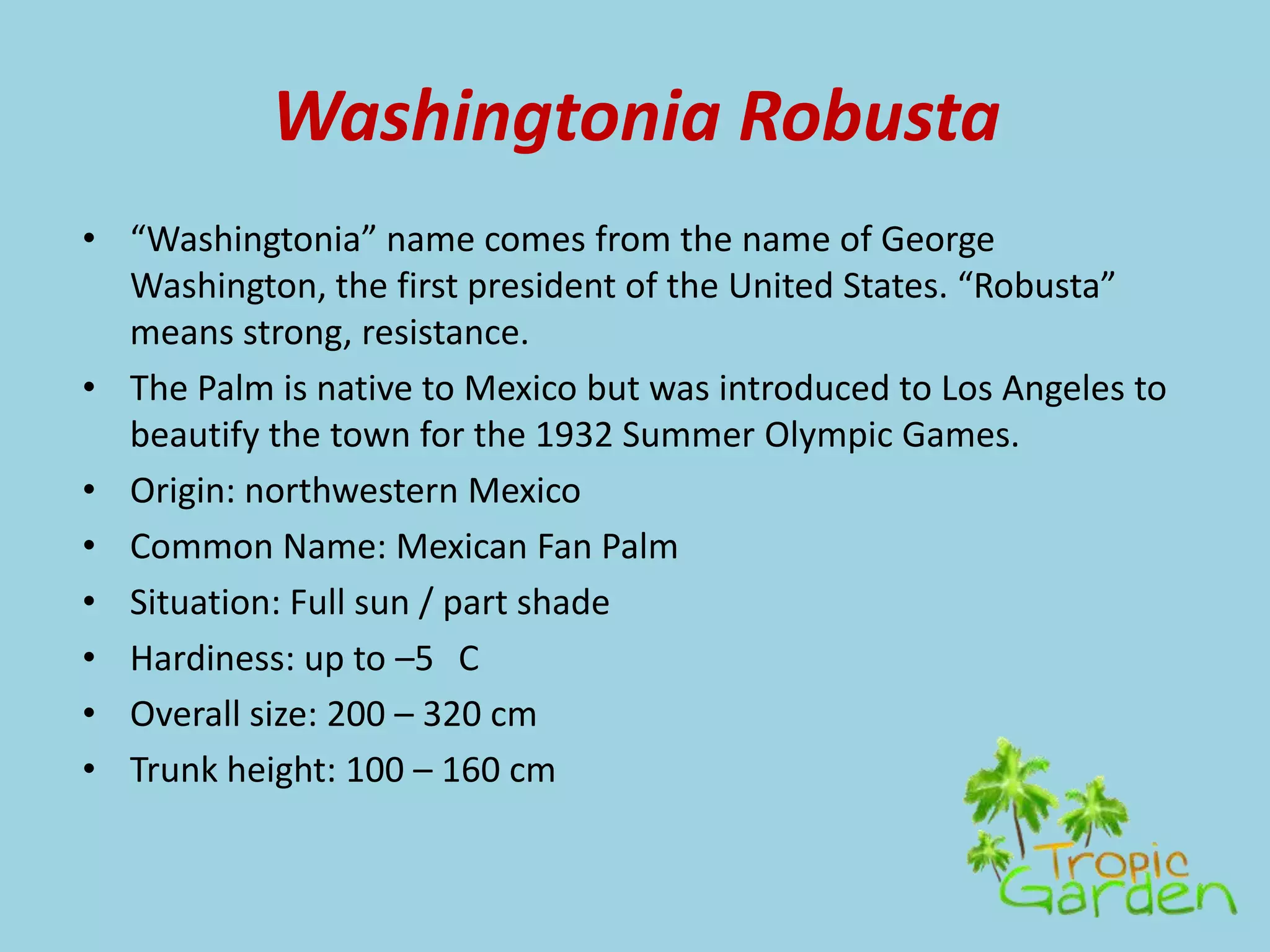 TUI Thomson palm trees | PPT