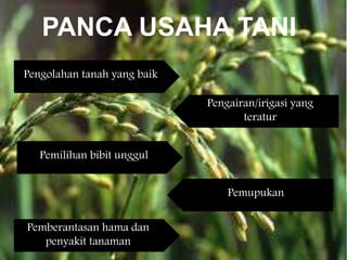 revolusi hijau indonesia | PPTX