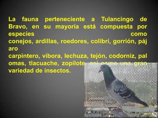 Tulancingo | PPTX