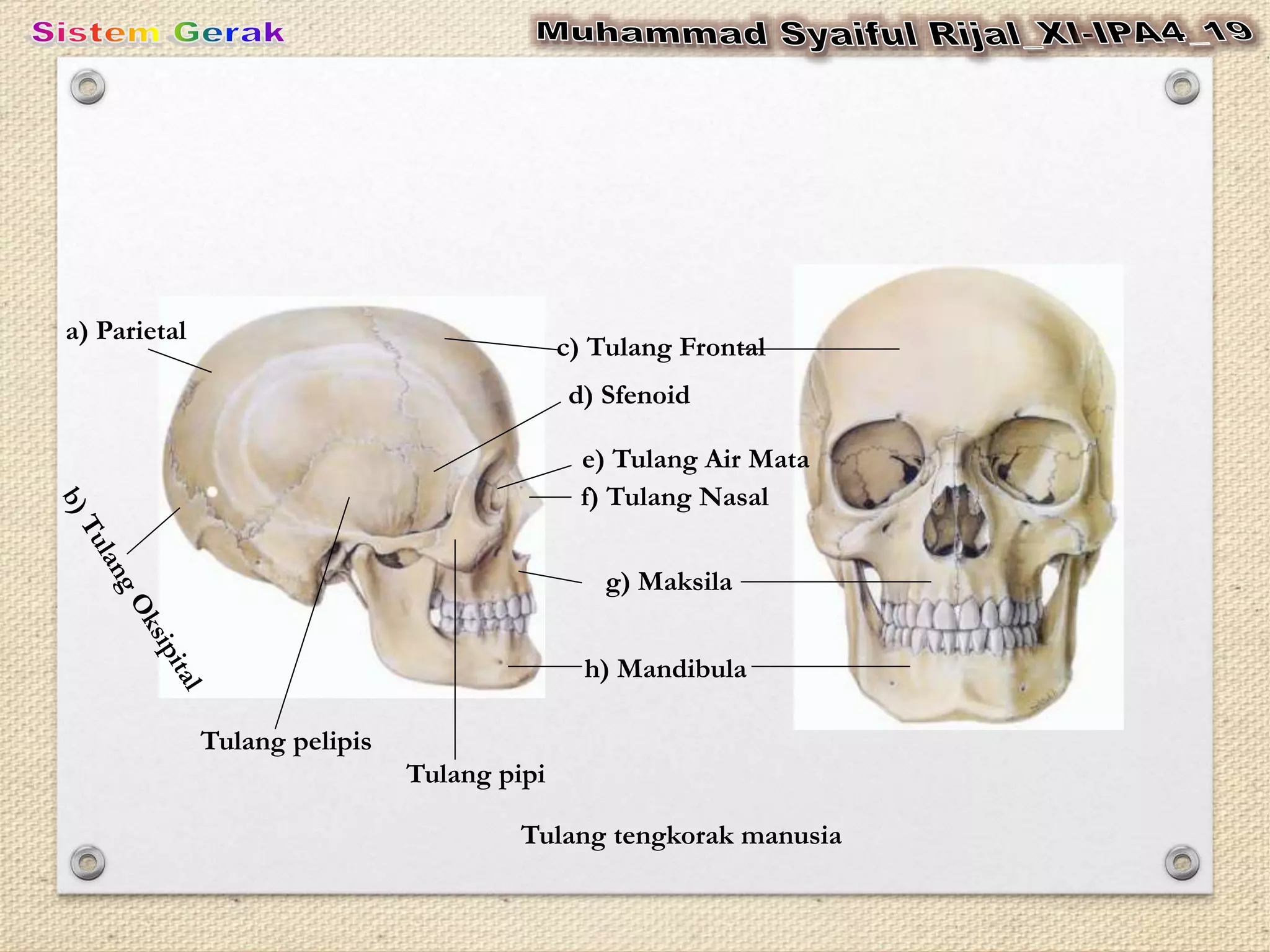 Struktur Tulang | PPTX
