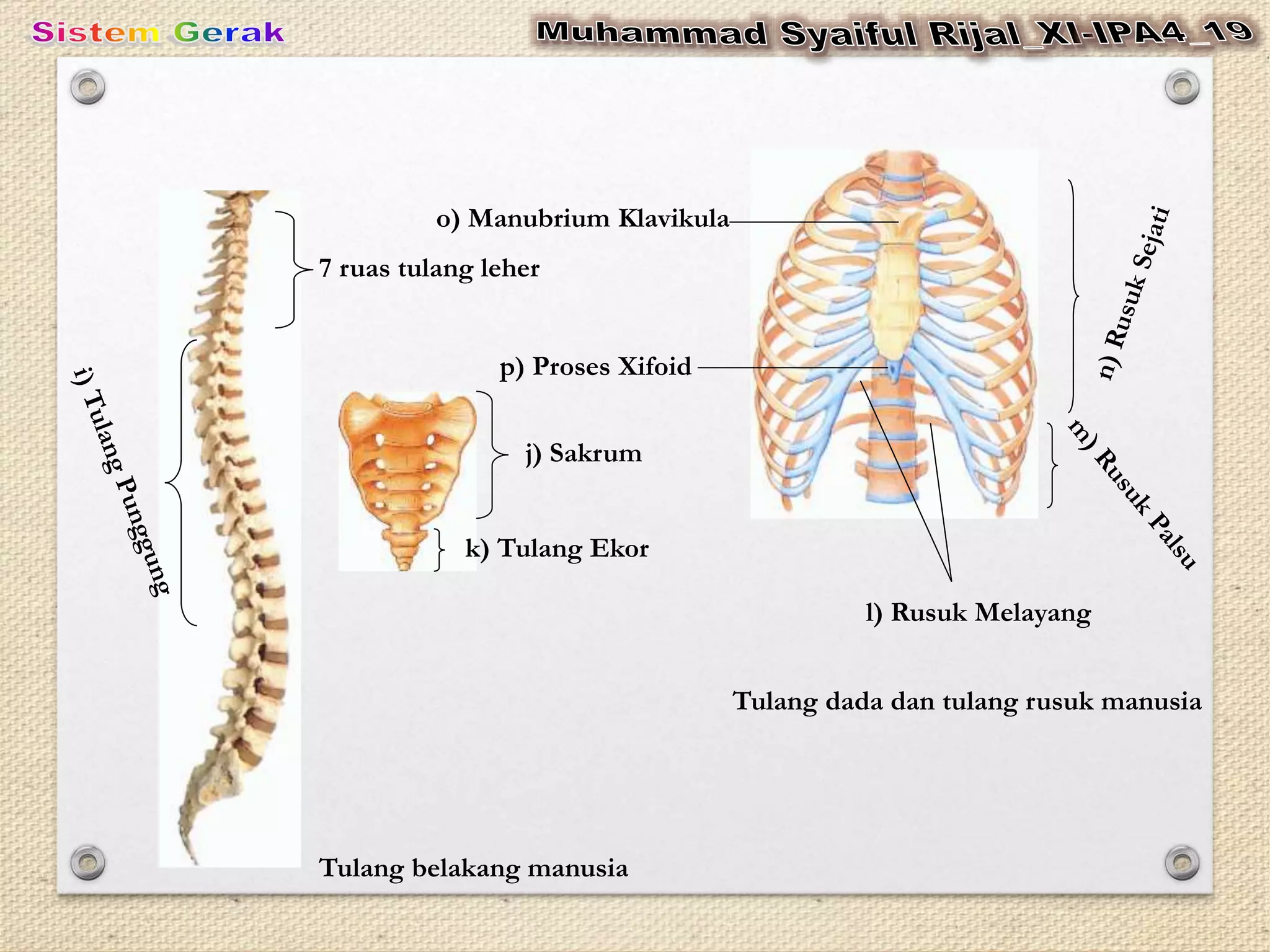 Struktur Tulang | PPTX