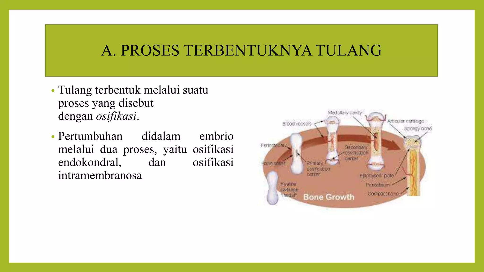 TULANG.pptx