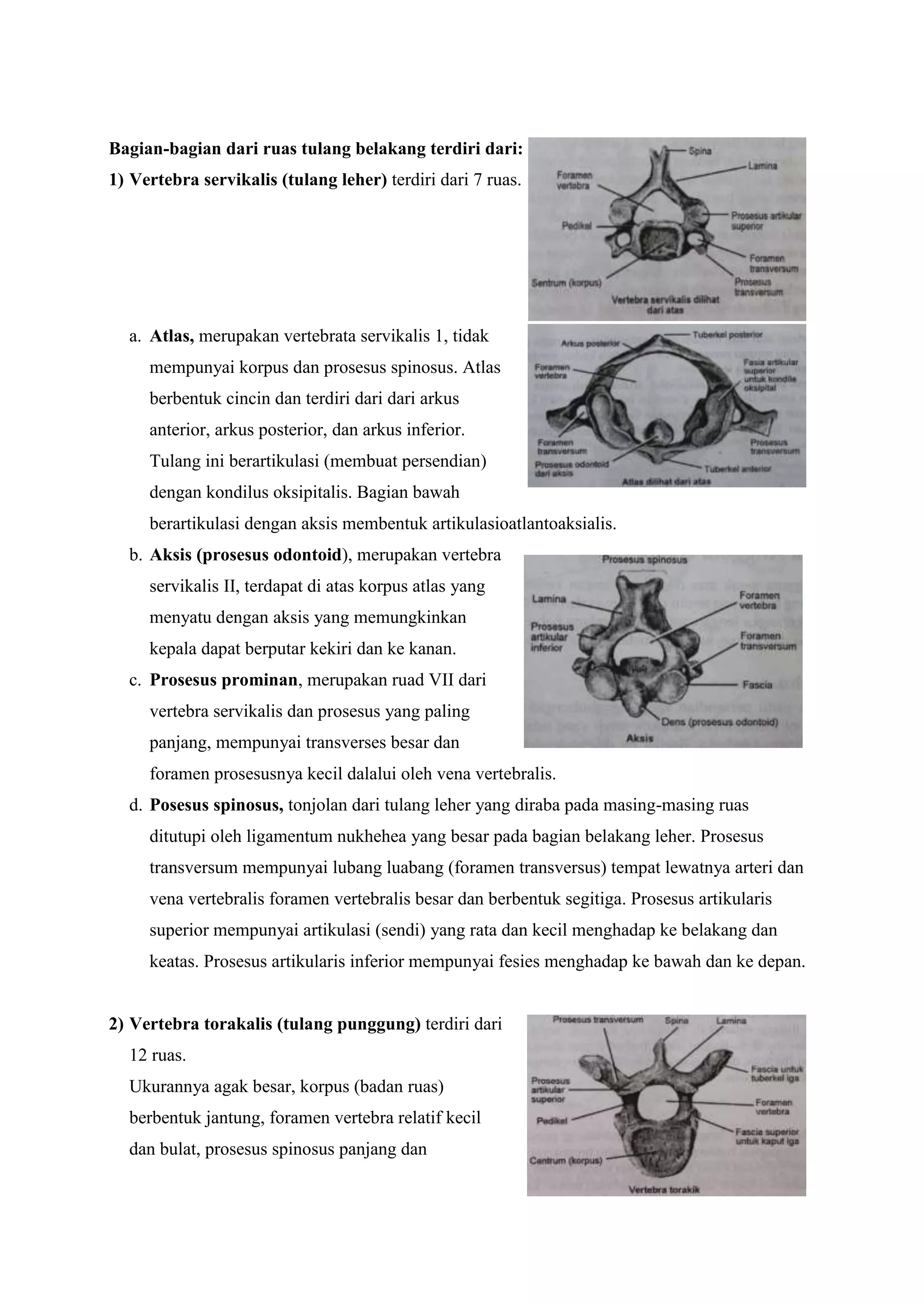 Tulang belakang & otot punggung (ainur & rian) | DOCX