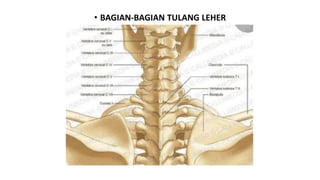 Anatomi Tulang Leher manusia presentasi.pdf