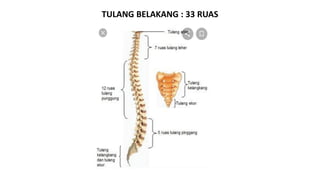 Anatomi Tulang Leher manusia presentasi.pdf