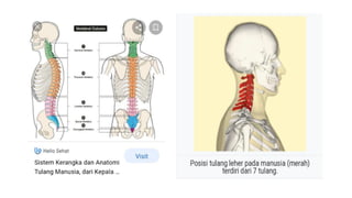 Anatomi Tulang Leher manusia presentasi.pdf