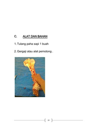 Tulang sapi | DOCX