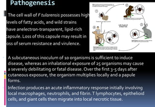 Tularemia | PPTX