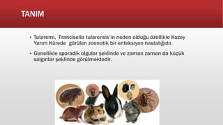 Tularemi özel | PPTX