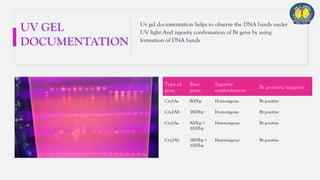Estimation of BT Gene and BT protein by ELISA and PCR Screening | PPTX