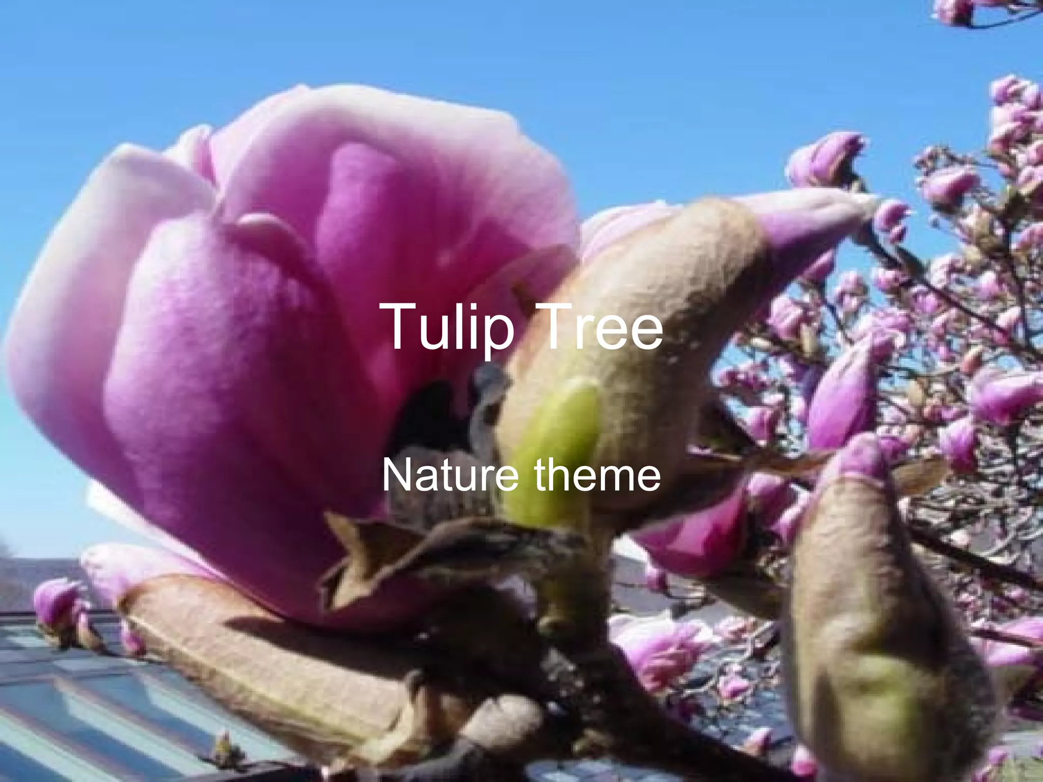 Tulip Tree Nature Theme | PPT