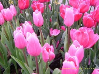 Tulip Garden In Shanghai | PPS | Landscaping | Home & Garden