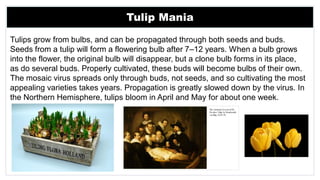 Tulip Mania 1632 to 1637 | PPT