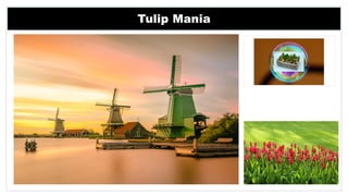 Tulip Mania 1632 to 1637 | PDF