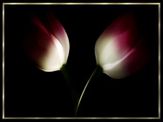 Tulips | PPS