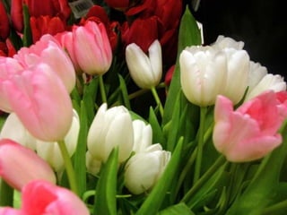 Tulips | PPT