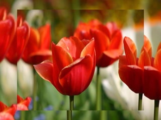 Tulips | PPS
