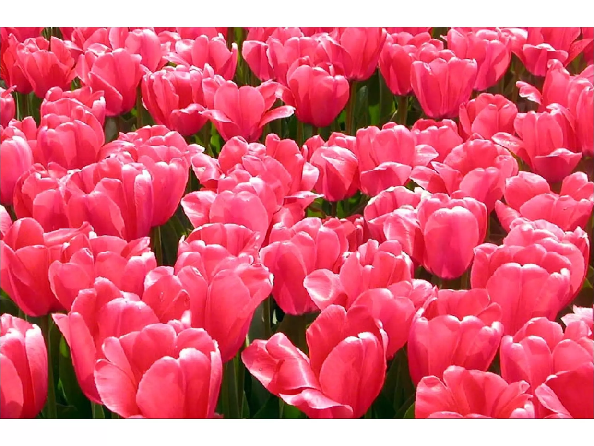 Tulips Superb Pictures | PPT