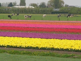 Tulips Of Holland | PPS