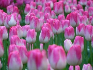 Tulips of Holland | PPS