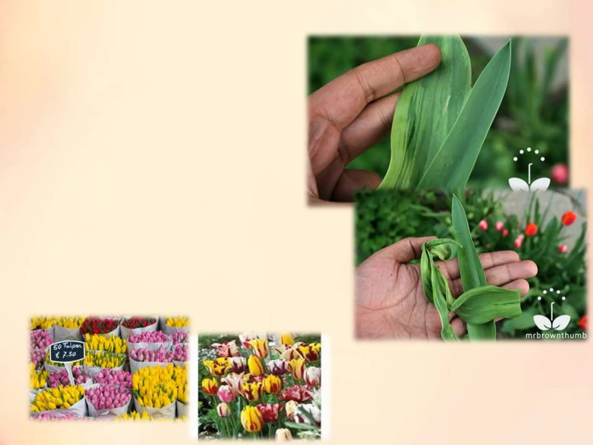VIRAL DISEASES OF TULIP/VIRAL DISEASES OF TULIP | PPTX
