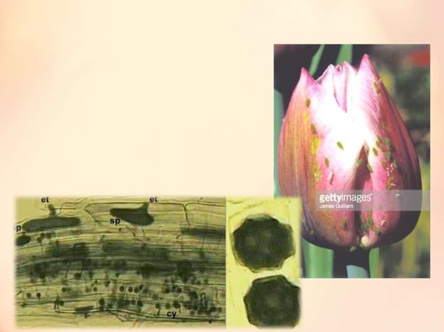 VIRAL DISEASES OF TULIP/VIRAL DISEASES OF TULIP | PPTX