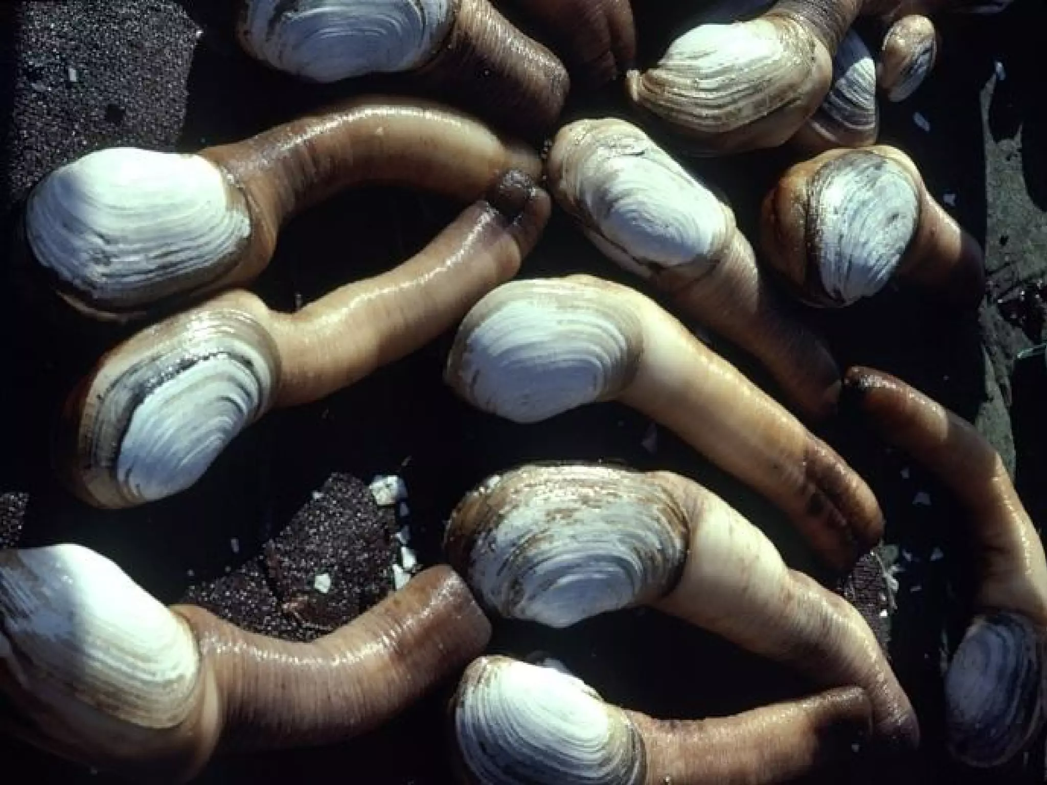 Tully monster classification | PPT