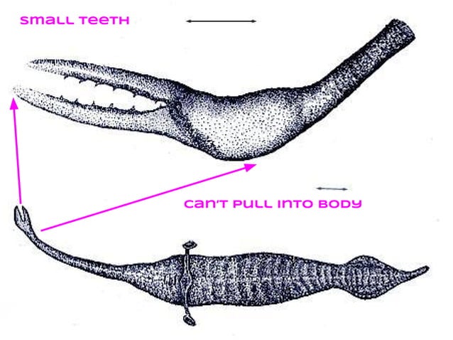 Tully monster classification | PPT