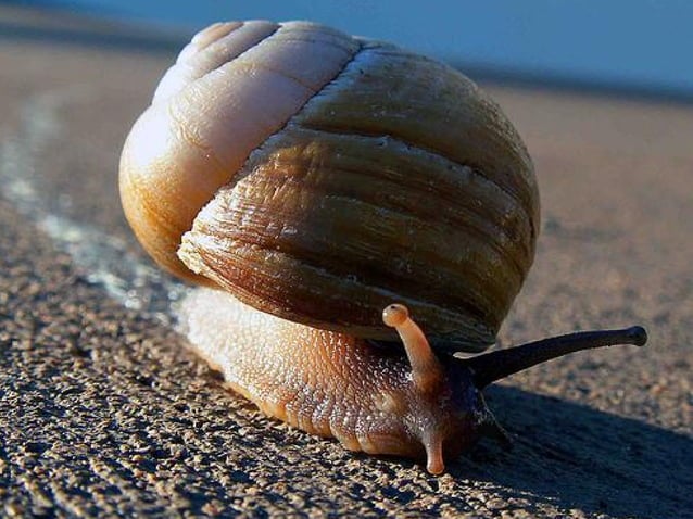 Tully monster classification | PPT