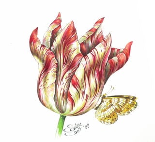 tulp rood | PDF