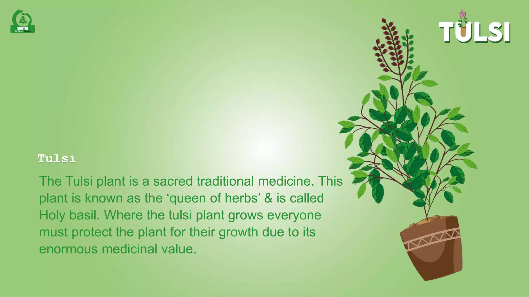 Tulsi | PPTX