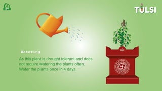 Tulsi | PPTX