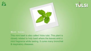 Tulsi | PPTX