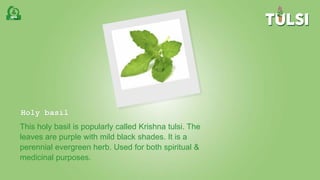 Tulsi | PPTX