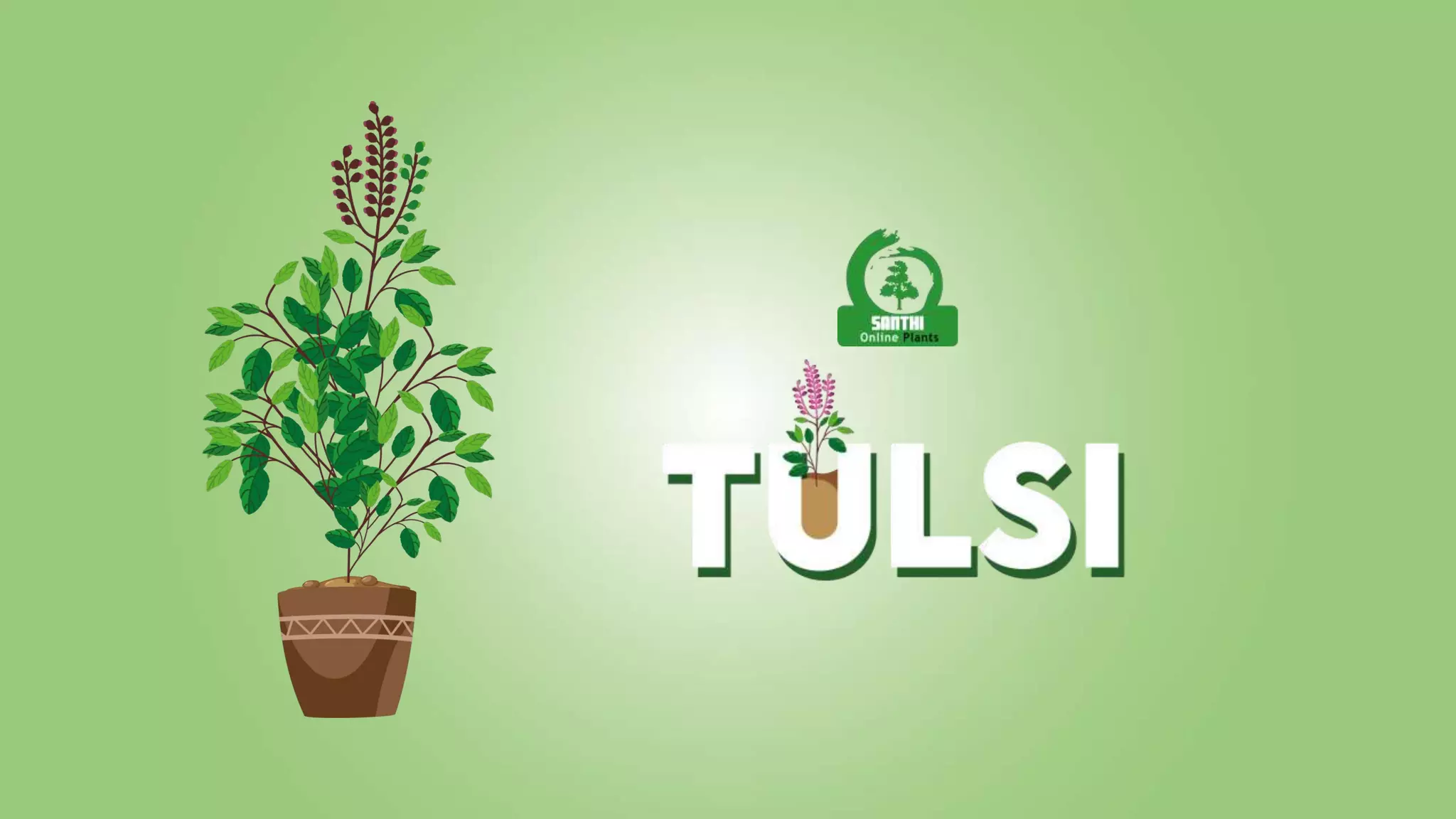 Tulsi | PPTX