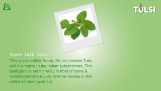 Tulsi | PPTX