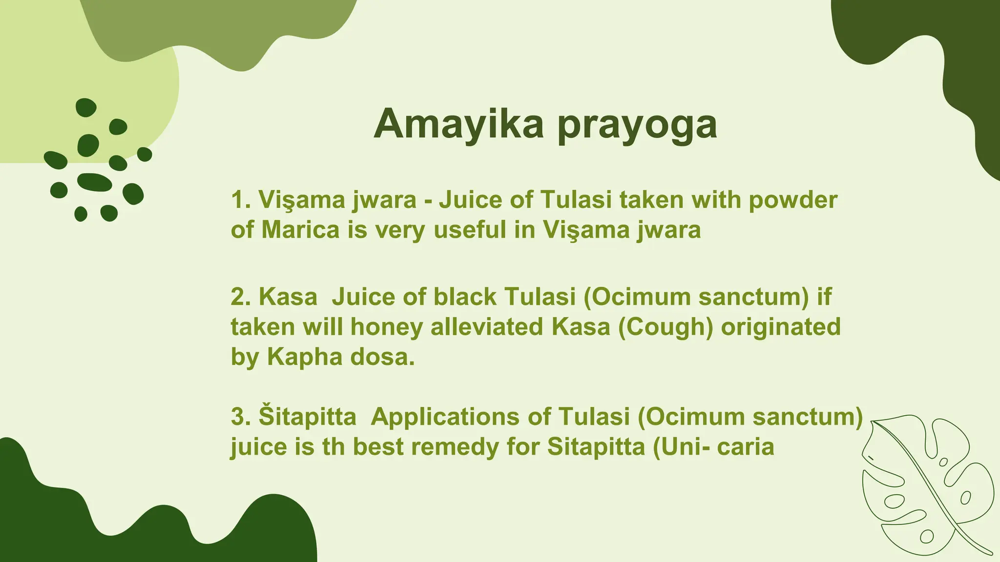 Tulsi drug ayurvedic medicine ocimum sativum | PPTX