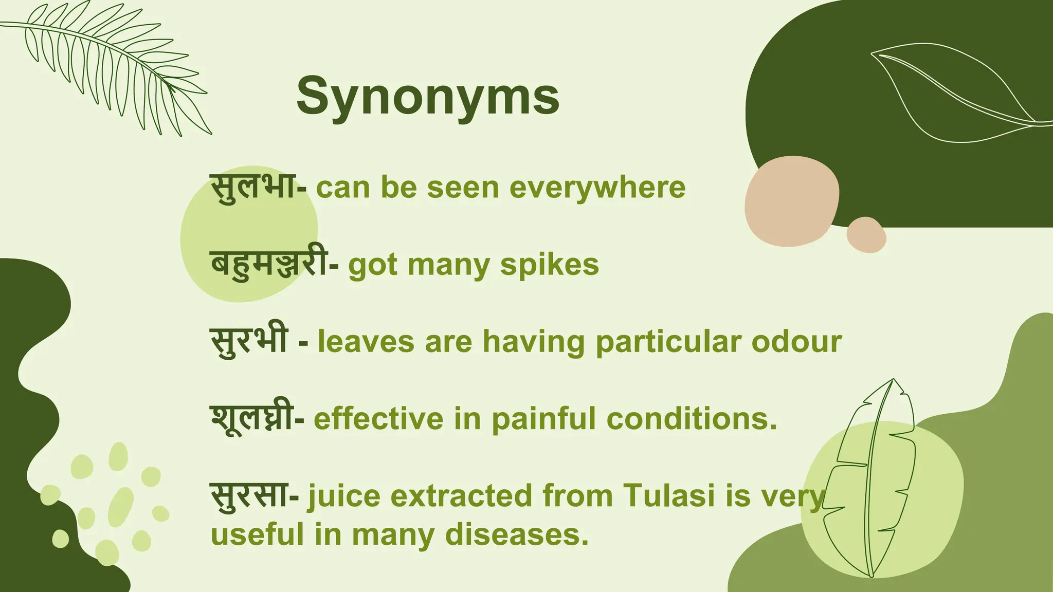 Tulsi drug ayurvedic medicine ocimum sativum | PPTX