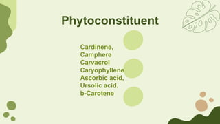 Tulsi drug ayurvedic medicine ocimum sativum | PPTX