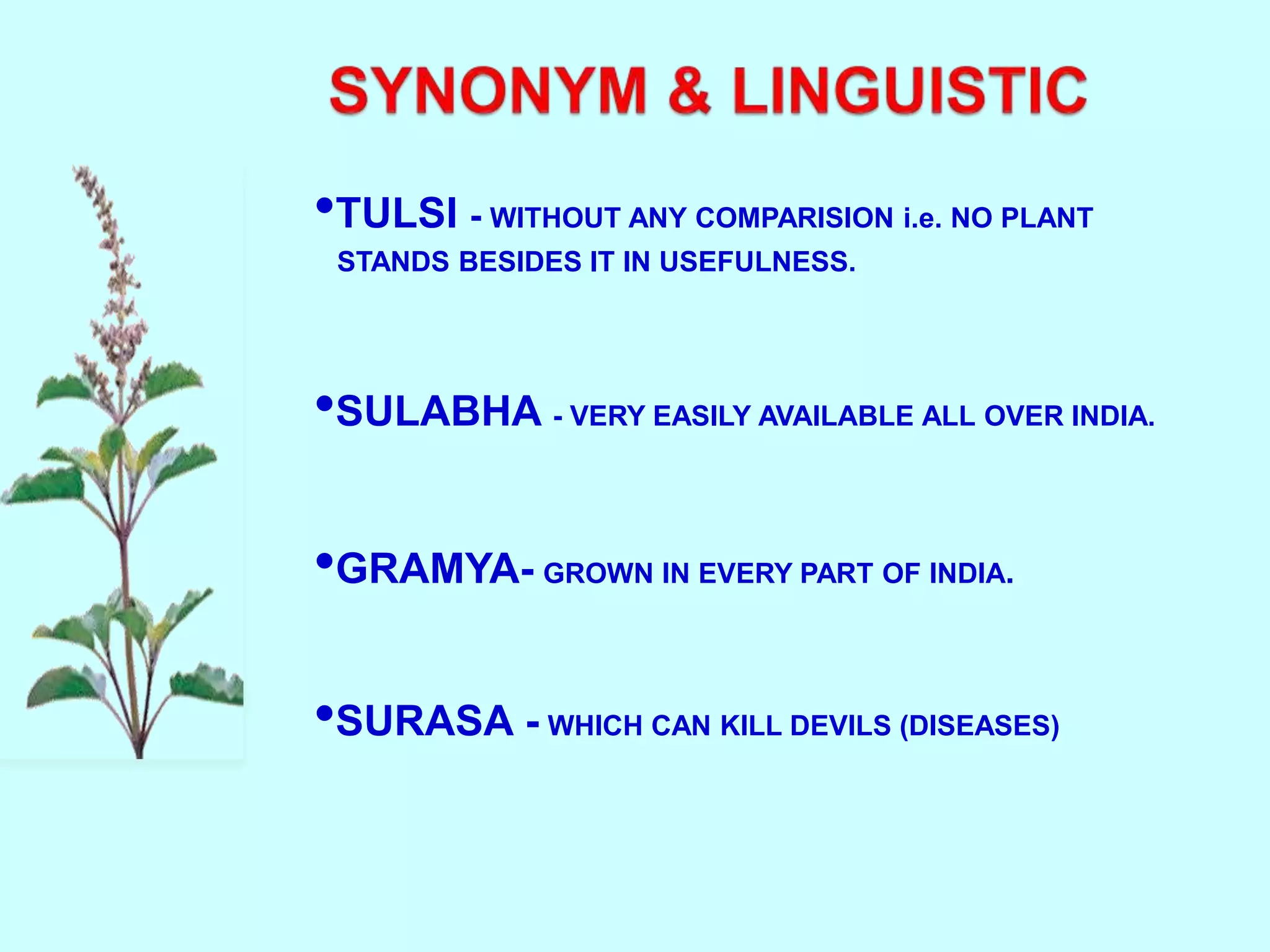 Tulsi(holy basil) | PPTX