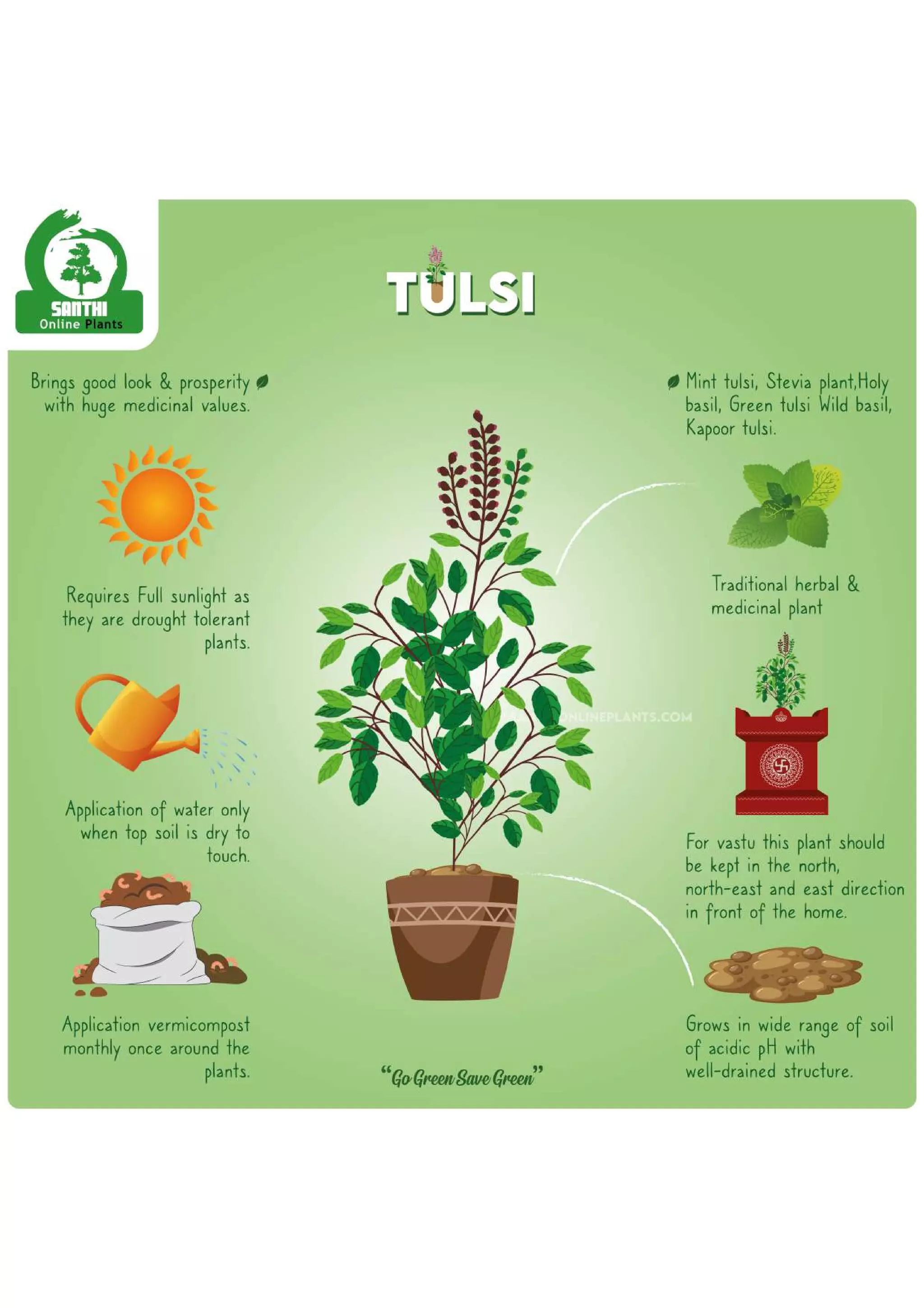Tulsi Plant | PDF
