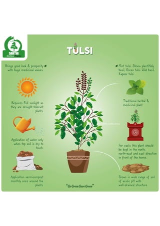 Tulsi Plant | PDF